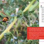 The Fascinating Ladybug's Life • Lucy The Ladybug 🐞